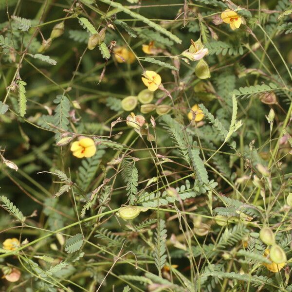 Aeschynomene Filosa Plant Care & How to Grow, Water