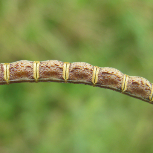 Curly-Indigo (Aeschynomene Indica) Care Guide: Water, Soil ...
