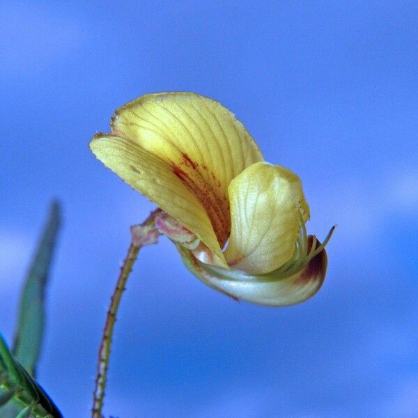 Aeschynomene Scabra Plant Care & How to Grow, Water