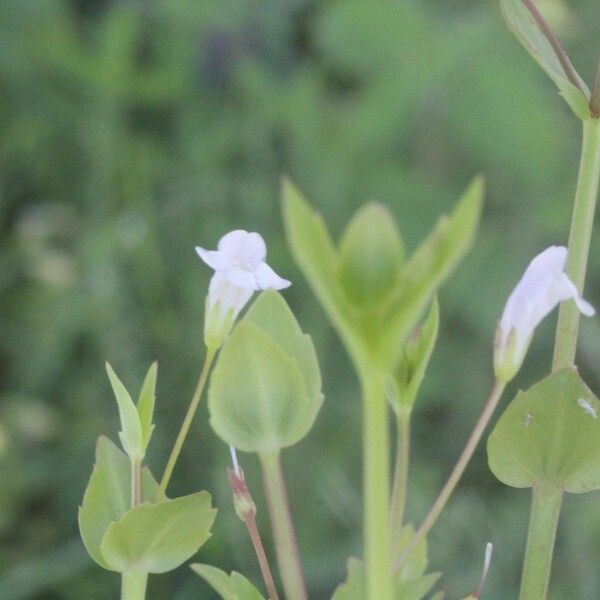 Sensitive Joint-Vetch (Aeschynomene Sensitiva) Plant Care & How to Grow ...