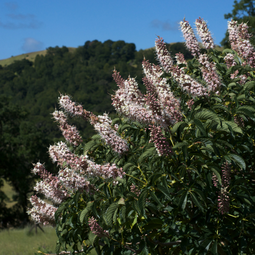 California Buckeye (Aesculus Californica) Plant Care & How to Grow, Water