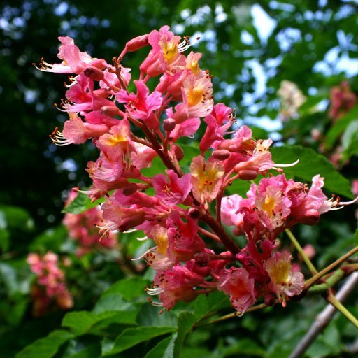 Red Horse-chestnut (Aesculus Carnea) Plant Care & How to Grow, Water
