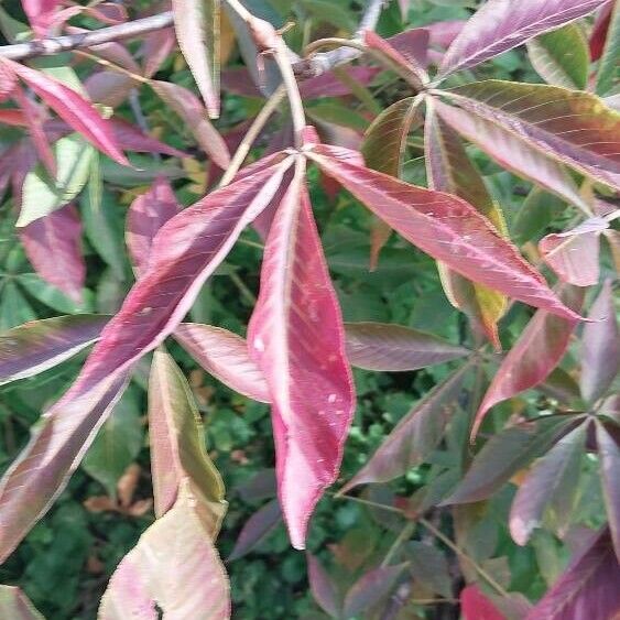 Buckeye (Aesculus × Neglecta) Plant Care & How to Grow, Water