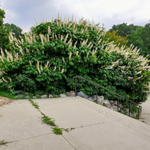 Bottlebrush Buckeye (Aesculus Parviflora) Plant Care & How to Grow, Water
