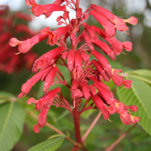 Red Buckeye (Aesculus Pavia) Plant Care & How to Grow, Water