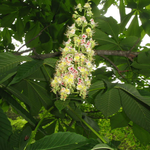 Japanese Horse-Chestnut (Aesculus Turbinata) Plant Care & How to Grow ...