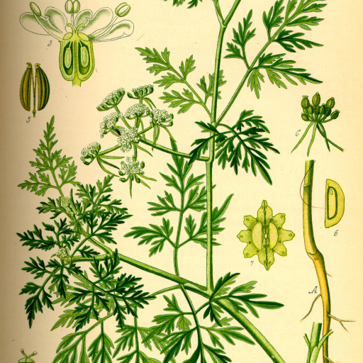 Fool's Parsley (Aethusa Cynapium) Plant Care & How to Grow, Water