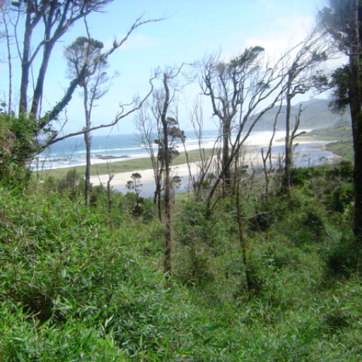 Olivillo (Aextoxicon Punctatum) Plant Care & How to Grow, Water