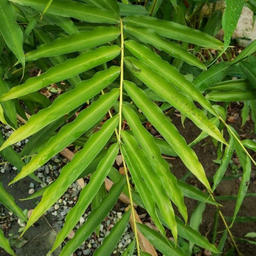 African Cardamom (Aframomum Daniellii) Care Guide: Water, Soil ...