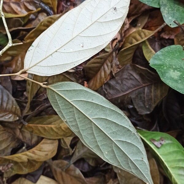 Country Onion (Afrostyrax Lepidophyllus) Care Guide: Water, Soil ...