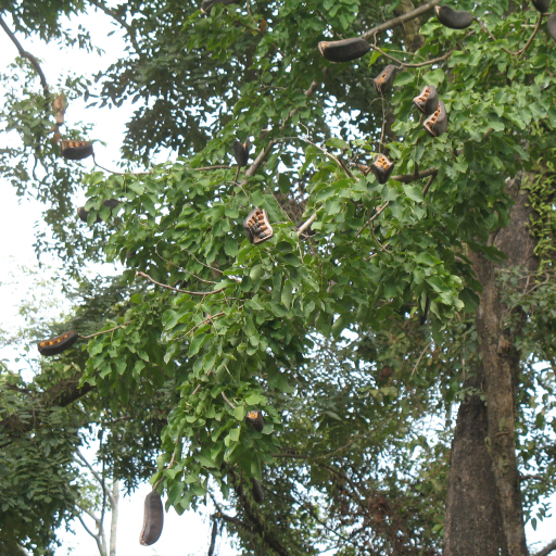 Makha Tree (Afzelia Xylocarpa) Plant Care & How to Grow, Water