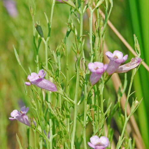 Leoncita False Foxglove (Agalinis Calycina) Plant Care & How to Grow, Water