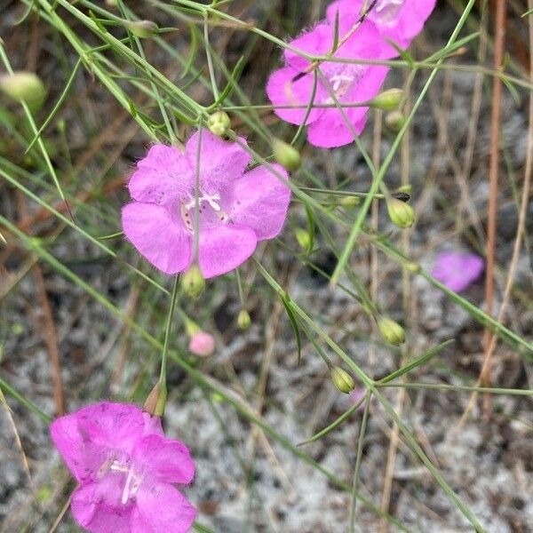 Plateau-Gerardia (Agalinis Edwardsiana) Care Guide: Water, Soil ...