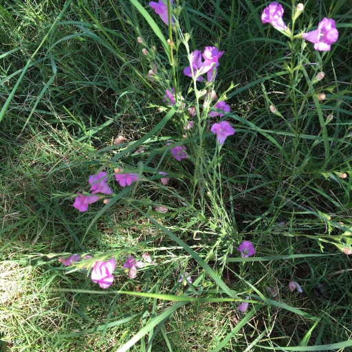 Prairie False Foxglove (Agalinis Heterophylla) Plant Care & How to Grow ...