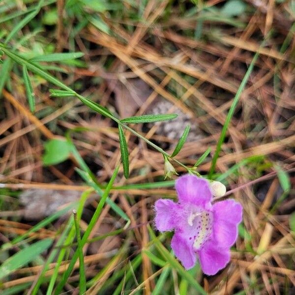 Saltmarsh False Foxglove (Agalinis Maritima) Plant Care & How to Grow ...