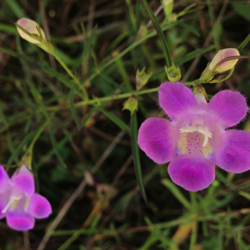 Purple False Foxglove (Agalinis Purpurea) Plant Care & How to Grow, Water