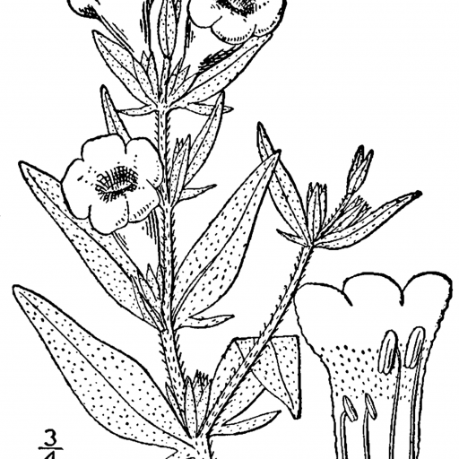 Skinner's Agalinis (Agalinis Skinneriana) Plant Care & How to Grow, Water