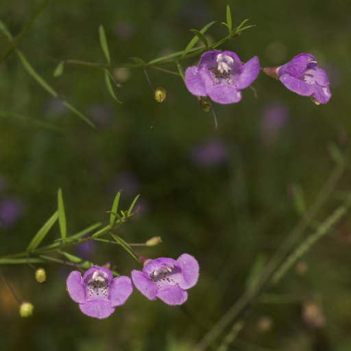 Slender False Foxglove (Agalinis Tenuifolia) Plant Care & How to Grow ...