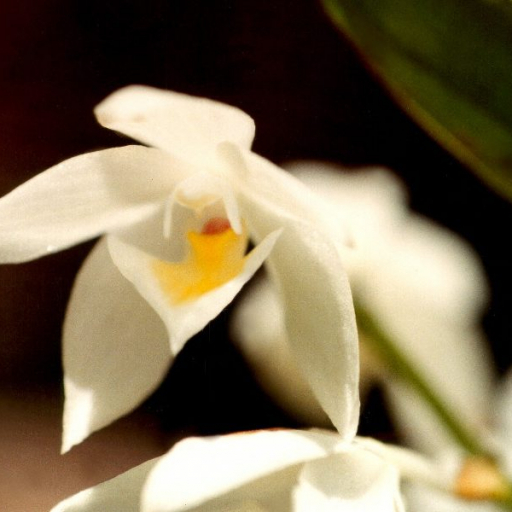 Aganisia Pulchella Plant Care & How to Grow, Water