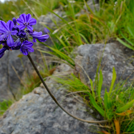 African Lily (Agapanthus Africanus) Plant Care & How to Grow, Water