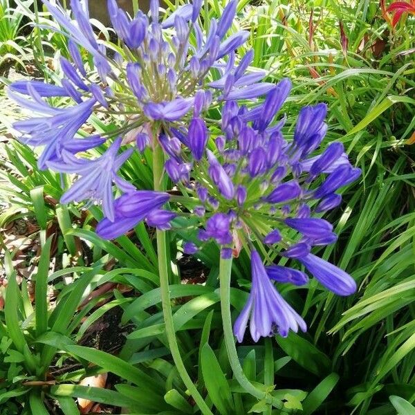 Bell Agapanthus (Agapanthus Campanulatus) Plant Care & How to Grow, Water