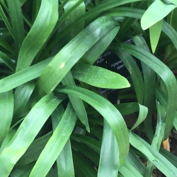 Agapanthus Dyeri Plant Care & How to Grow, Water