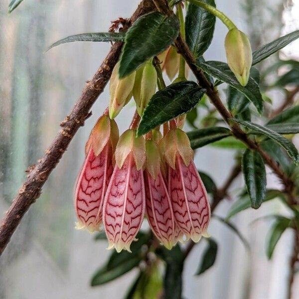 Agapetes Incurvata Plant Care & How to Grow, Water