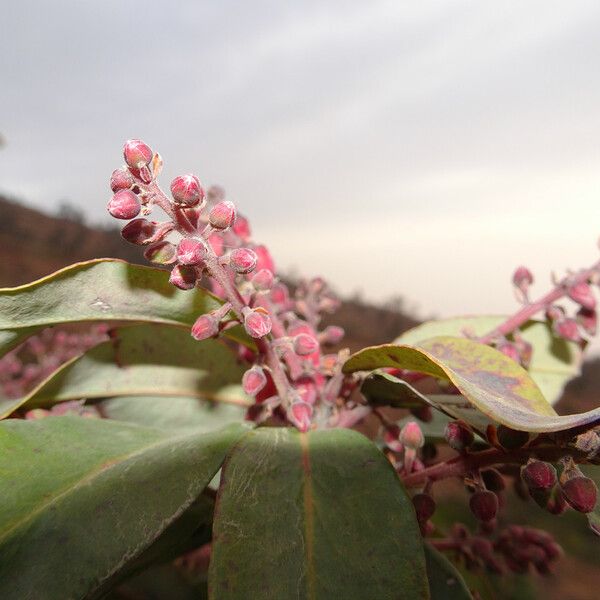 Agarista Salicifolia Plant Care & How to Grow, Water