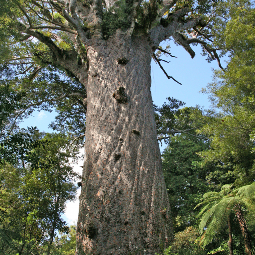 Kauri (Agathis Australis) Plant Care & How to Grow, Water