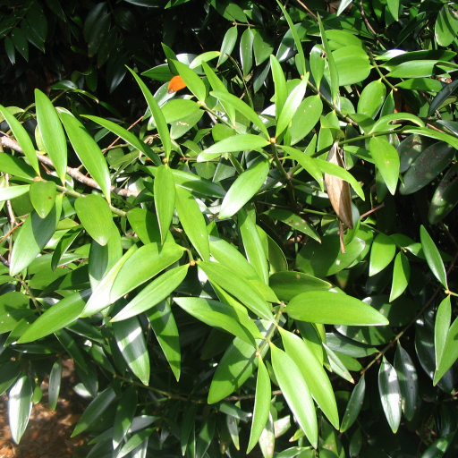 Borneo Kauri (Agathis Borneensis) Plant Care & How to Grow, Water