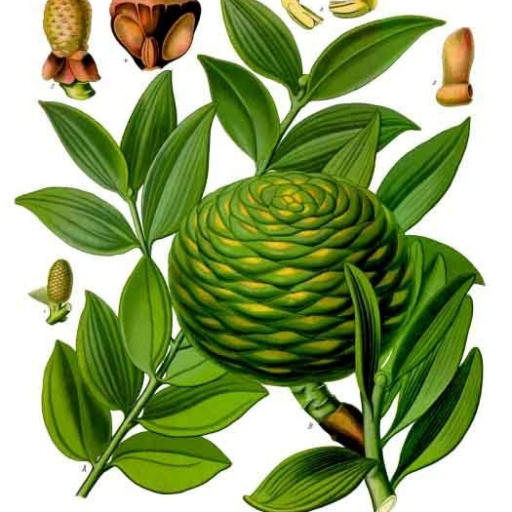 Dammar Pine (Agathis Dammara) Plant Care & How to Grow, Water