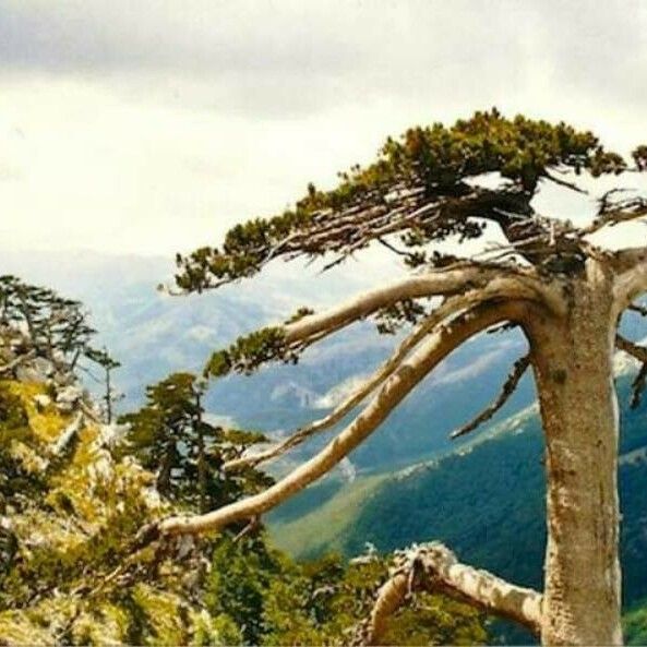 Mount Panié Kauri (Agathis Montana) Plant Care & How to Grow, Water