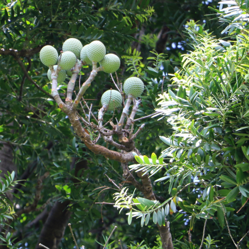 White Kauri (Agathis Moorei) Plant Care & How to Grow, Water
