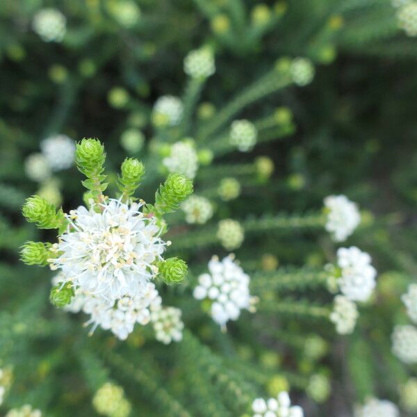 Agathosma Apiculata Plant Care & How to Grow, Water