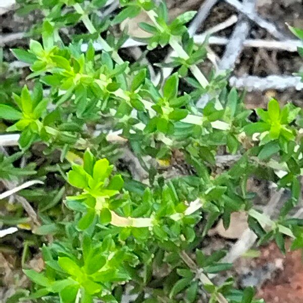 Cape Buchu (Agathosma Capensis) Plant Care & How to Grow, Water