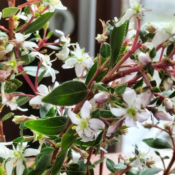 Buchu (Agathosma Crenulata) Plant Care & How to Grow, Water