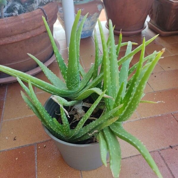Agave Acicularis Care Guide: Water, Soil & Propagation - Plantiary