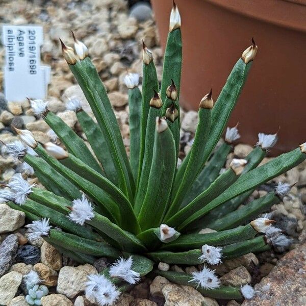 Tufted Agave (Agave Albopilosa) Plant Care & How to Grow, Water