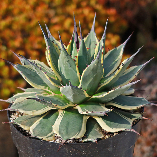 Agave Applanata Plant Care & How to Grow, Water