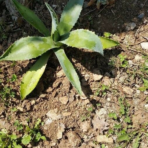 Rough Agave (Agave Asperrima) Plant Care & How to Grow, Water