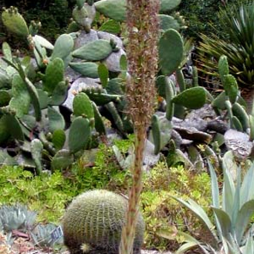 Agave Chiapensis Plant Care & How to Grow, Water