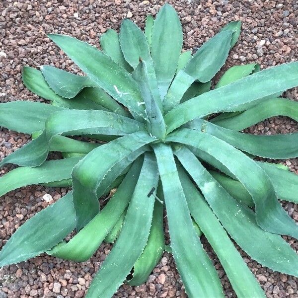 Mescal Ceniza (Agave Colorata) Plant Care & How to Grow, Water