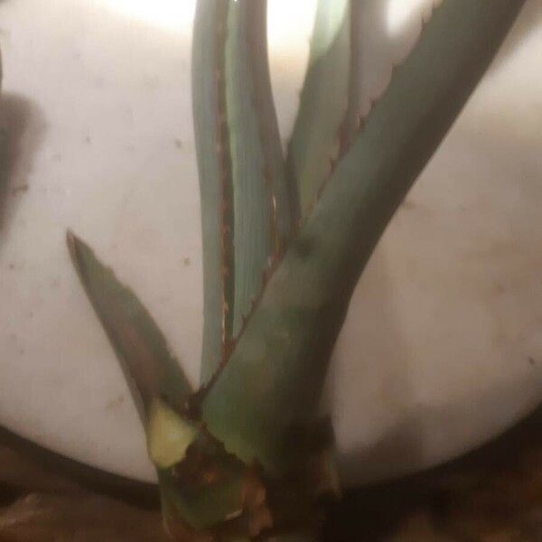 Agave Difformis Plant Care & How to Grow, Water
