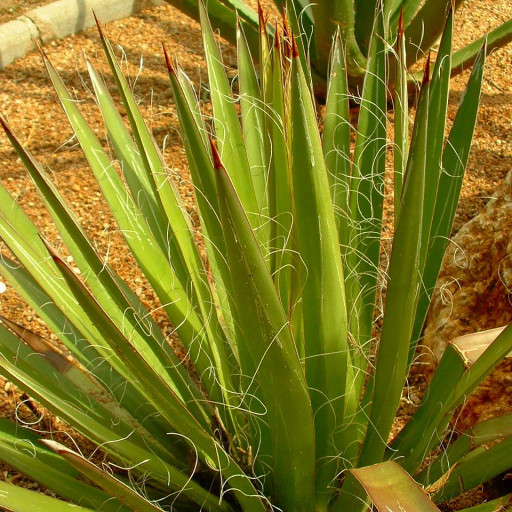 Thread Agave (Agave Filifera) Plant Care & How to Grow, Water