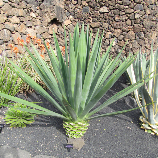 Henequen (Agave Fourcroydes) Plant Care & How to Grow, Water