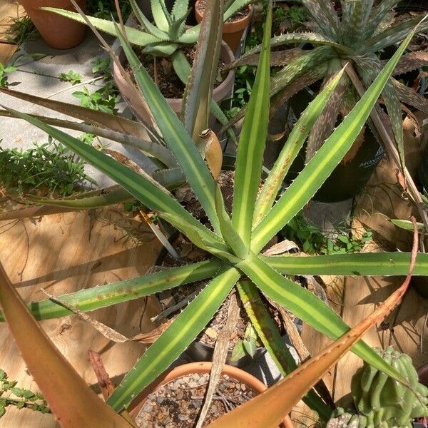 Agave Fatal Attraction (Agave Funkiana) Plant Care & How to Grow, Water