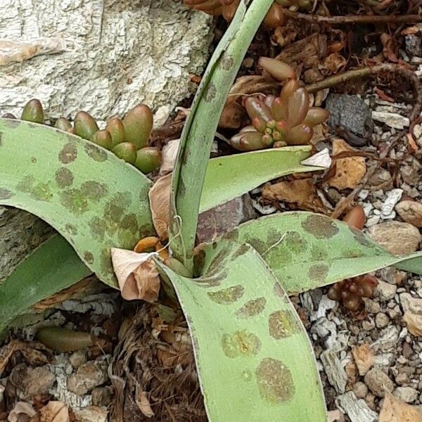 Agave Gracillima Plant Care & How to Grow, Water
