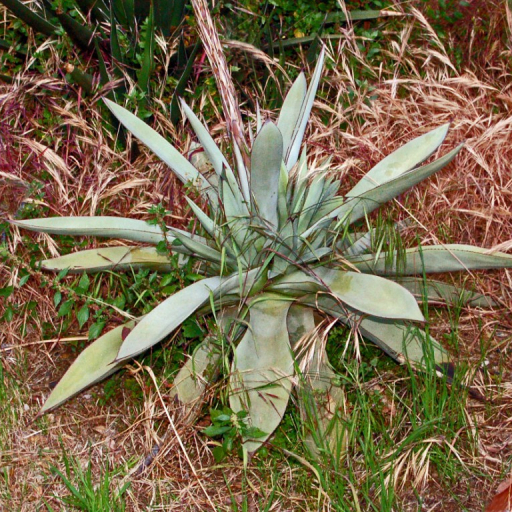 Silvery Agave (Agave Guiengola) Plant Care & How to Grow, Water