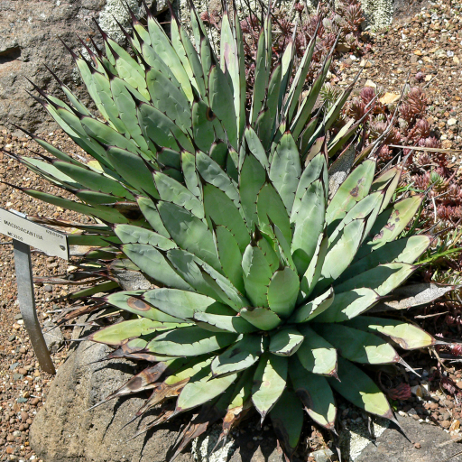 Black-Spined Agave (Agave Macroacantha) Plant Care & How to Grow, Water