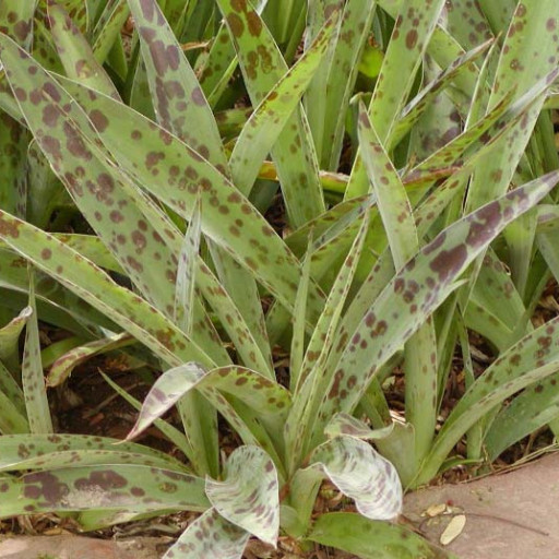 Texas Tuberose (Agave Maculata) Plant Care & How to Grow, Water